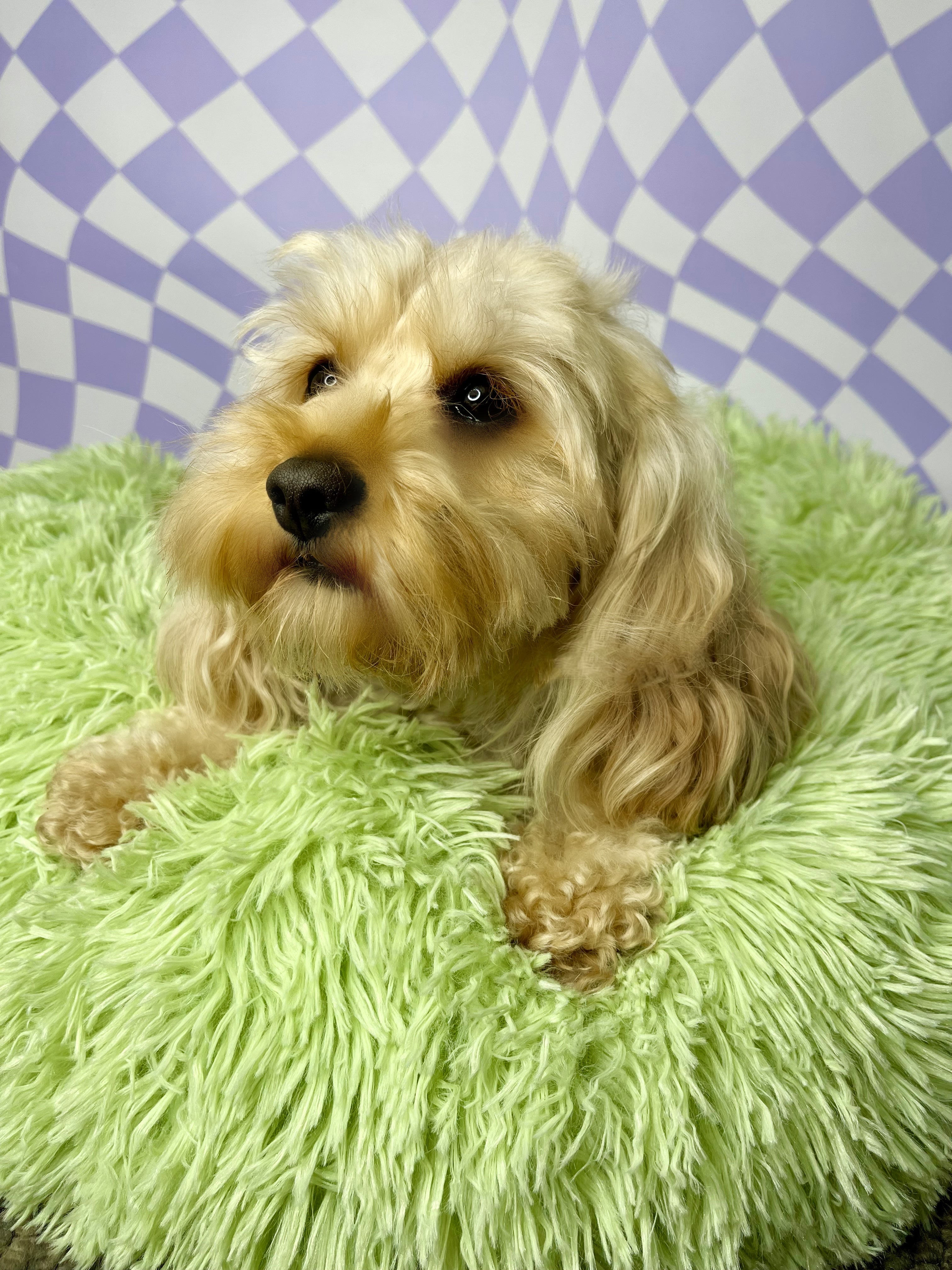 Urban Pet Care – Urban Pet Care Store